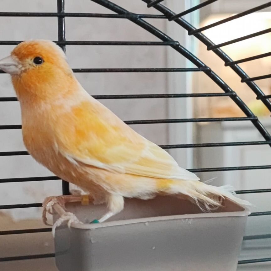 Кенар, самец канарейки