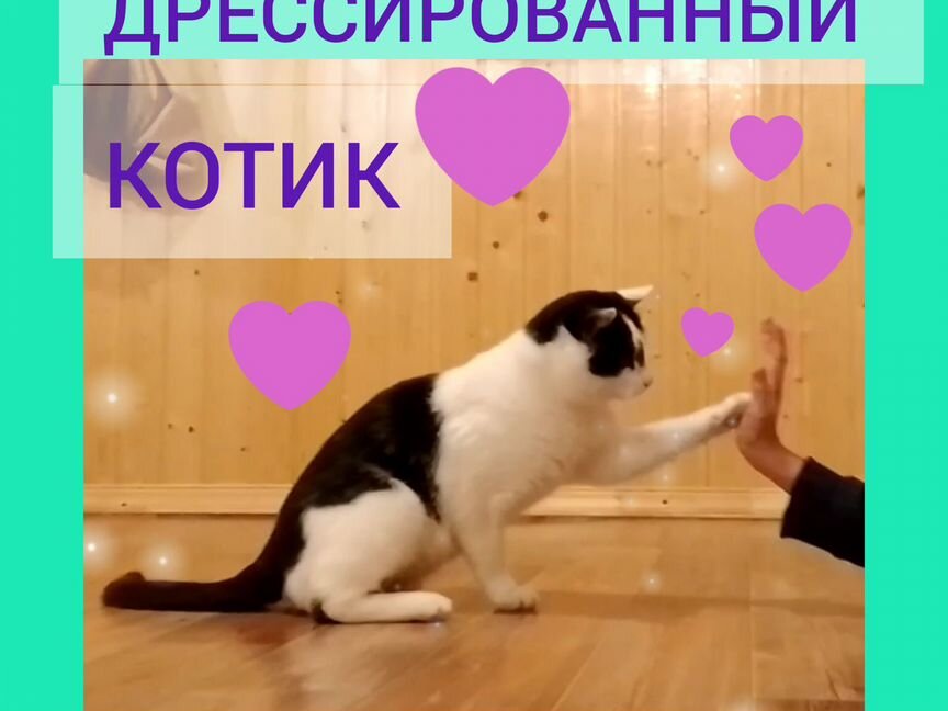 Дрессированный котик. Котенок Кошка кошечка