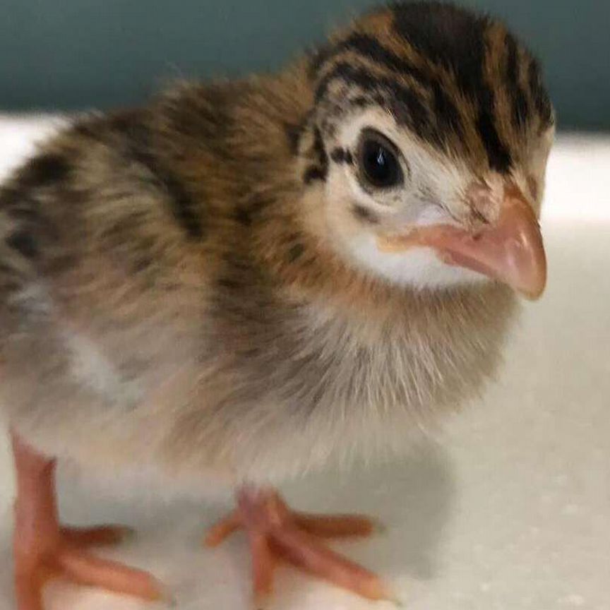 Фазанята охотничьи