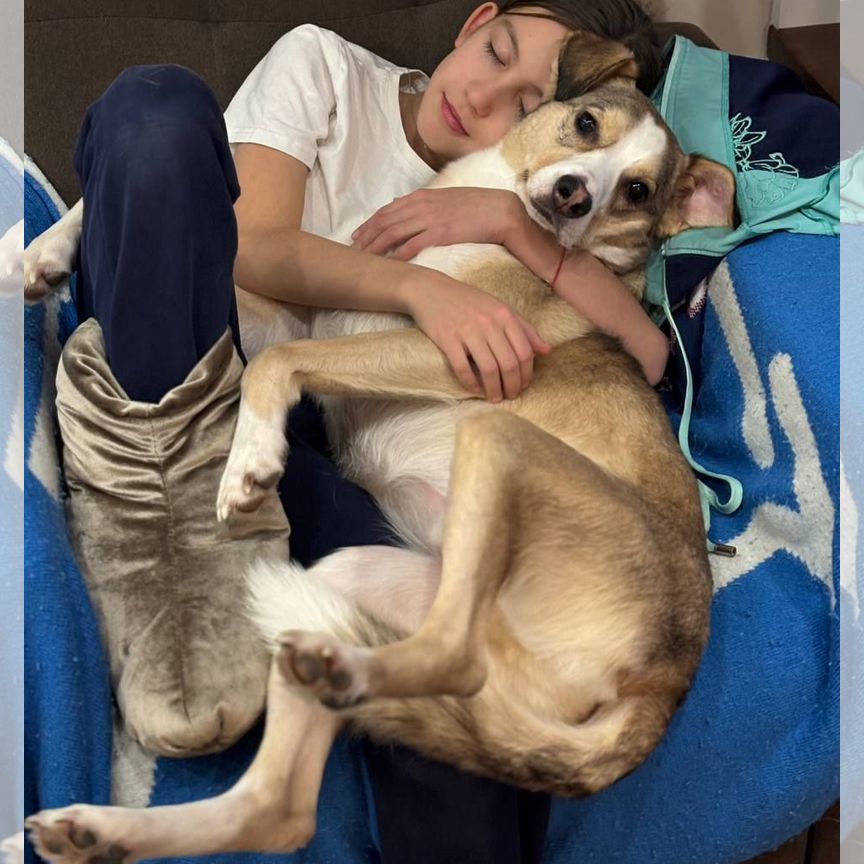 Взрослая собака в добрые руки