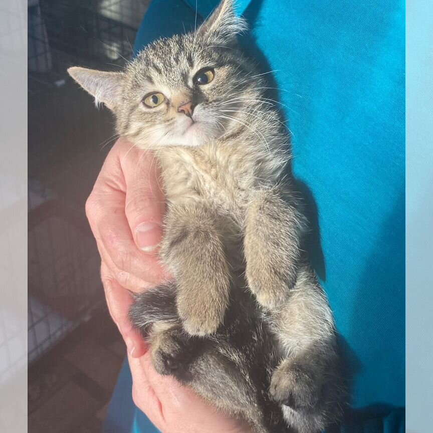 Котёнок в добрые руки