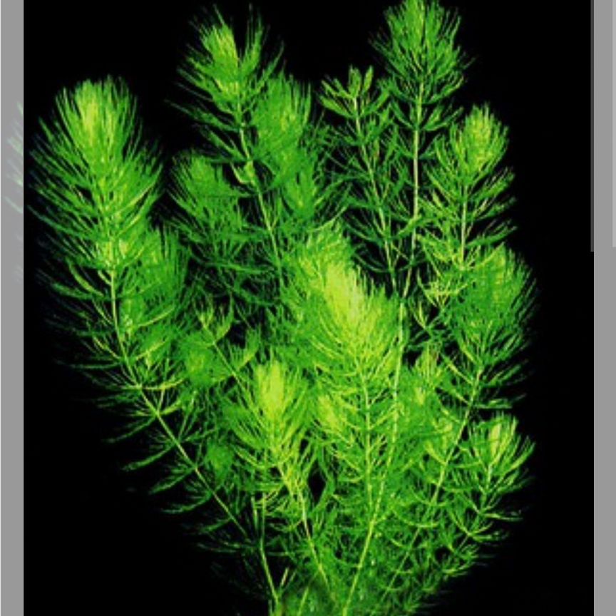 Аквариумное растение