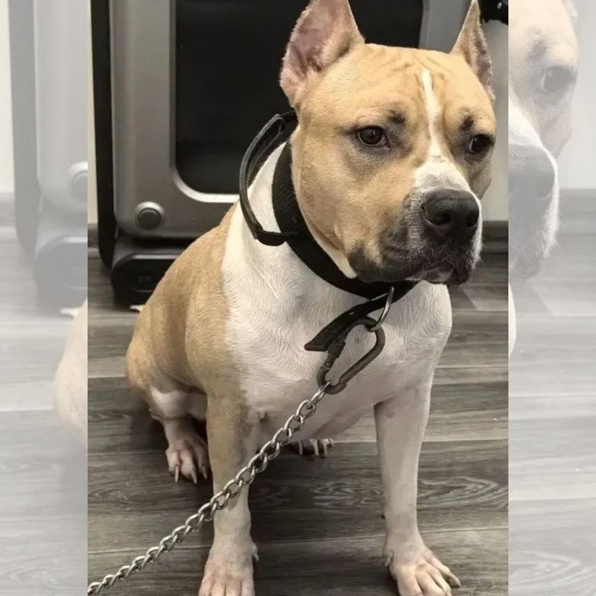 Американский стаффордширский терьер, взрослый пёс