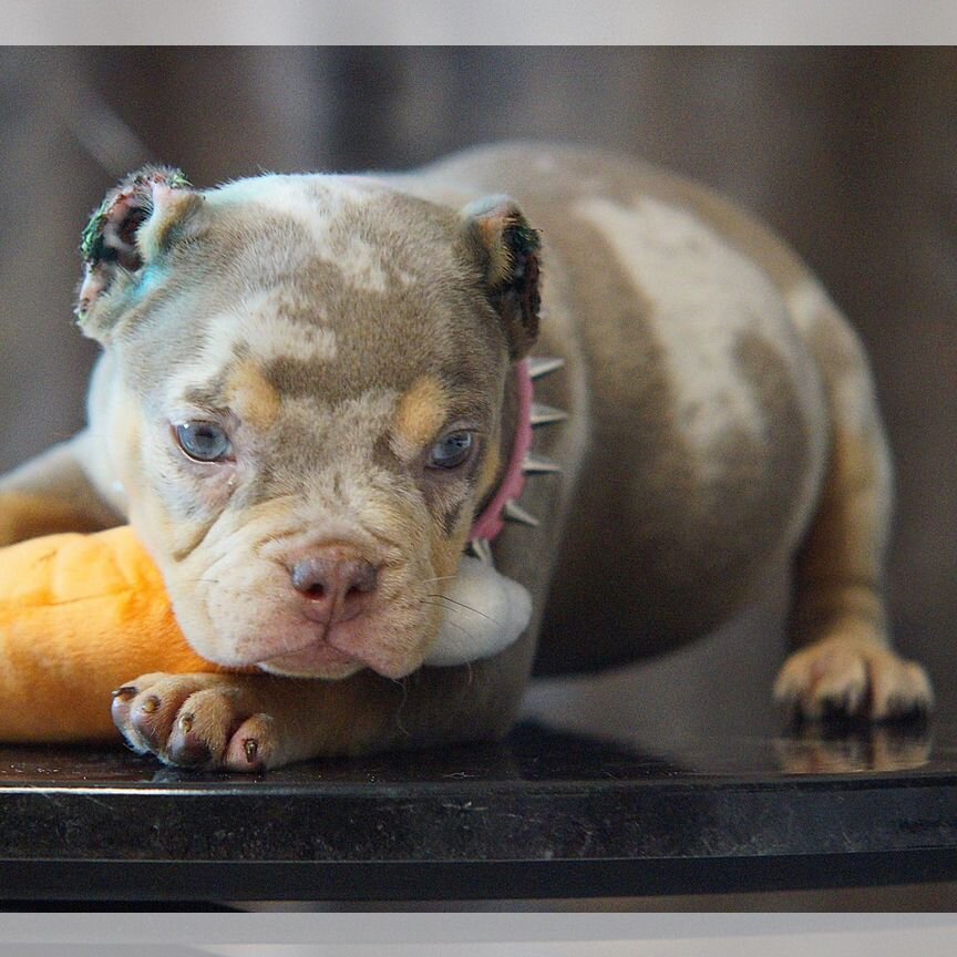 Американский булли, щенок