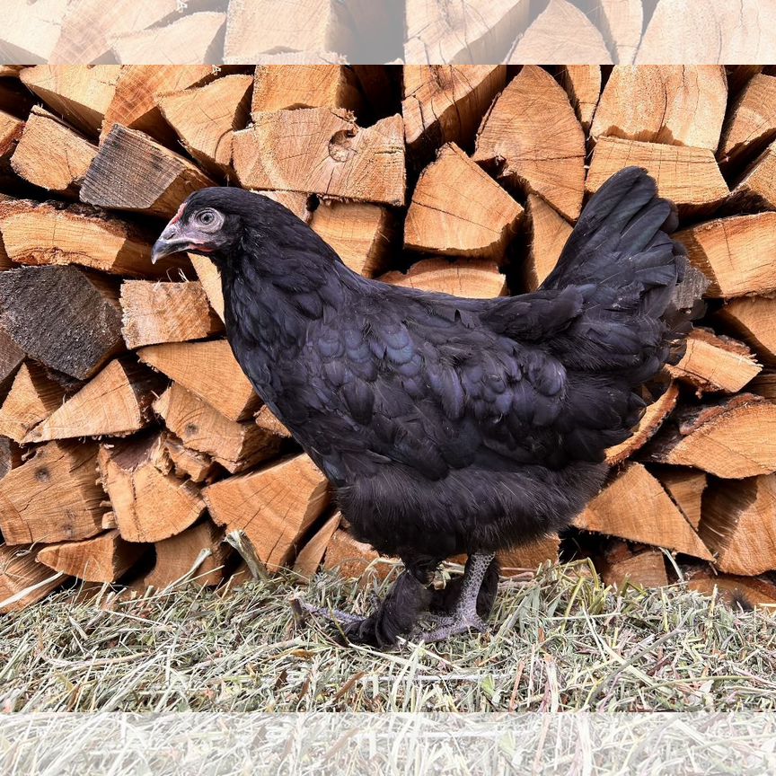 Куры несушки молодки