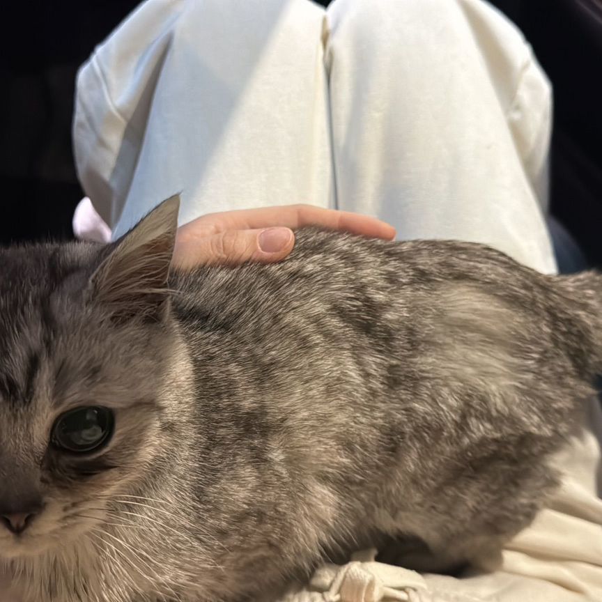 Шотландский котёнок