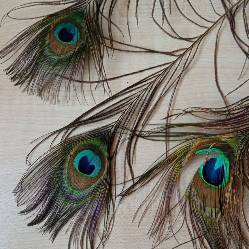 Перья павлина