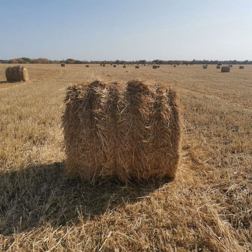Солома в рулонах просяная