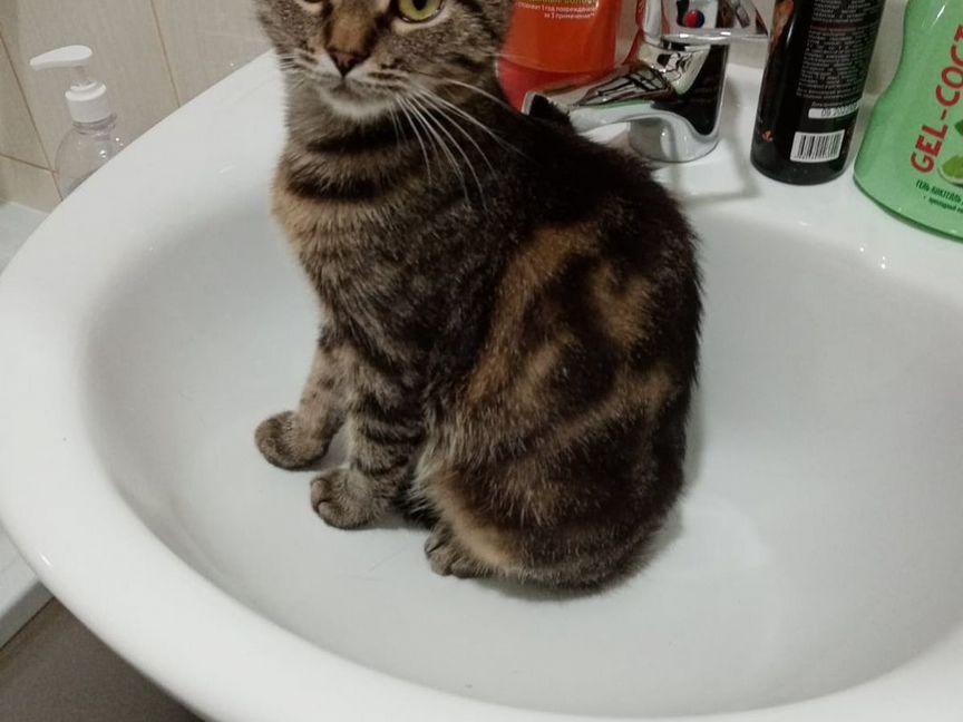 Отдается малышка в любящий дом