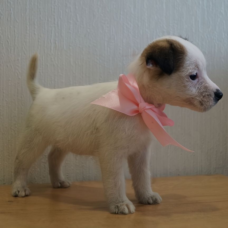 Джек-рассел-терьер, щенок