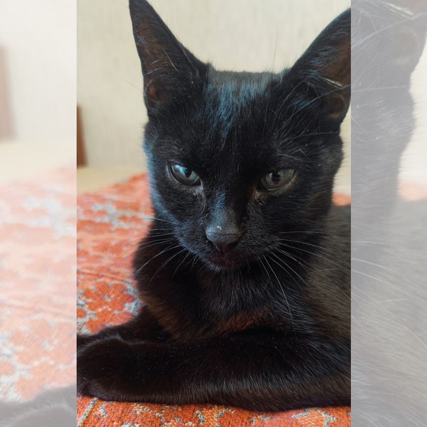 Кошка мышеловка отдам в добрые руки
