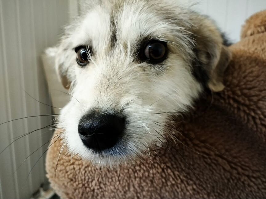 Собака щенок 4 мес