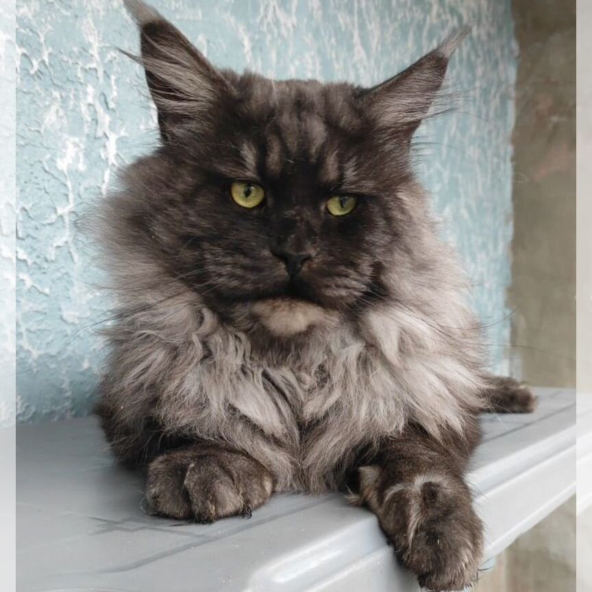 Котик мейн-кун