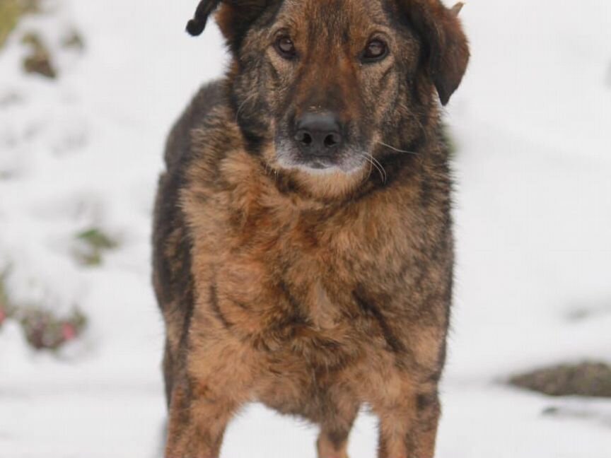 Собака в добрые руки