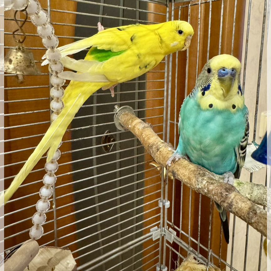 Волнистые попугаи