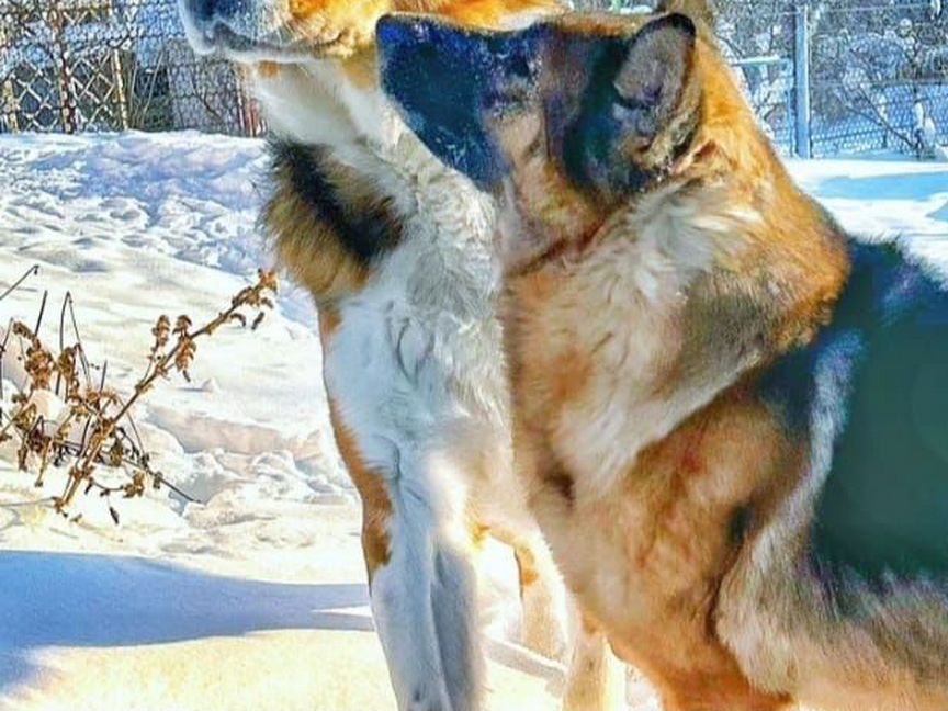 Кобель сао (алабай)