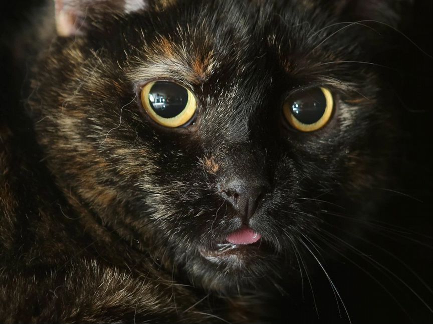 Кошка Вишня