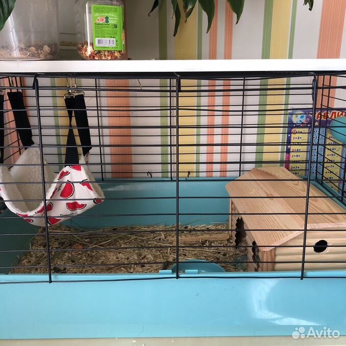 Морская свинка перуанской породы