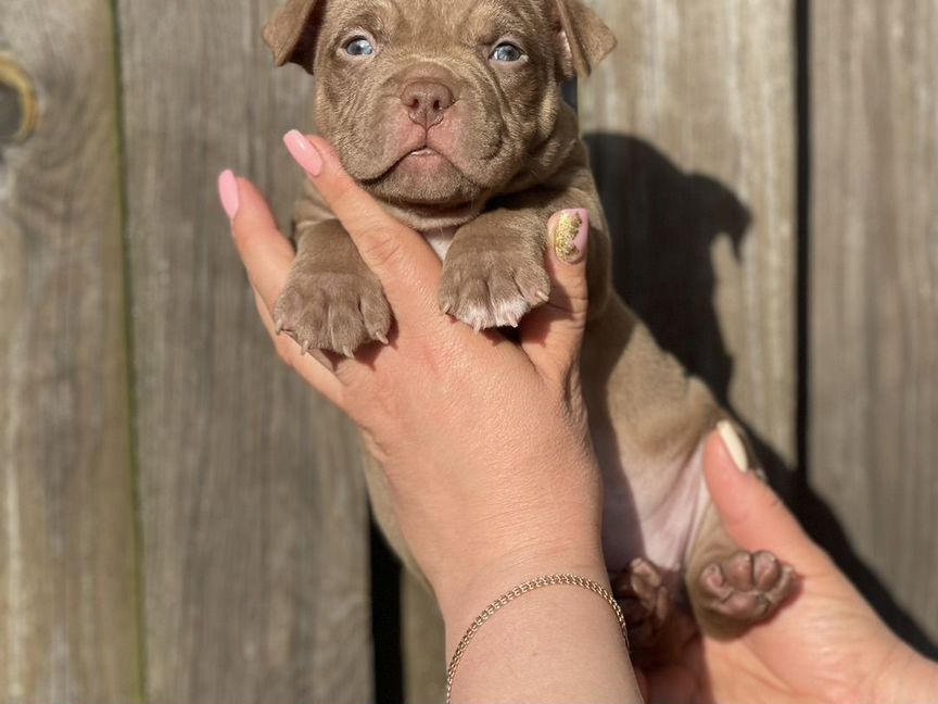 Девочка булли