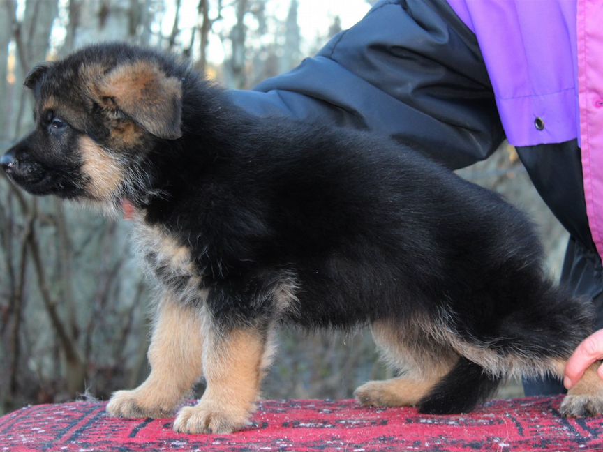 Щенки немецкой овчарки черно-подпалого окраса