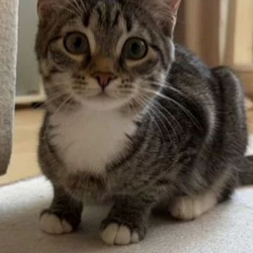 Шотландский вислоухий короткошёрстный котёнок