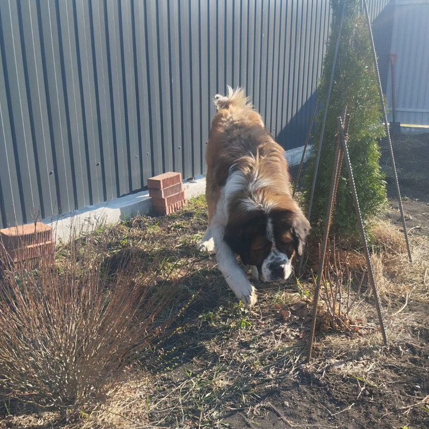 Московская сторожевая в добрые руки