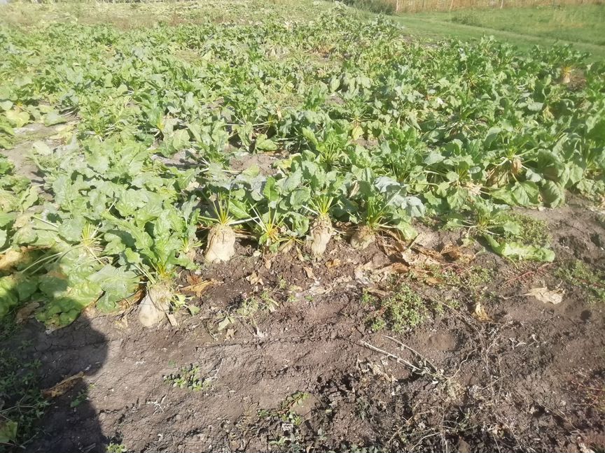 Свекла кормовая