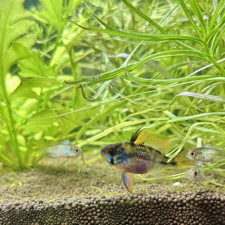 Неоновая наннакара, апистограмма рамирези