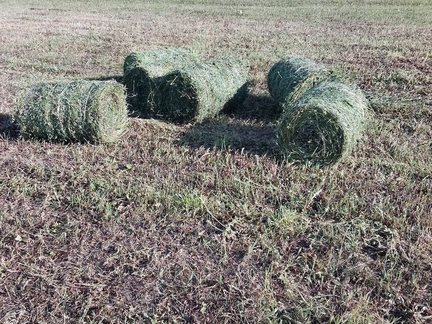 Продам сено в рулонах