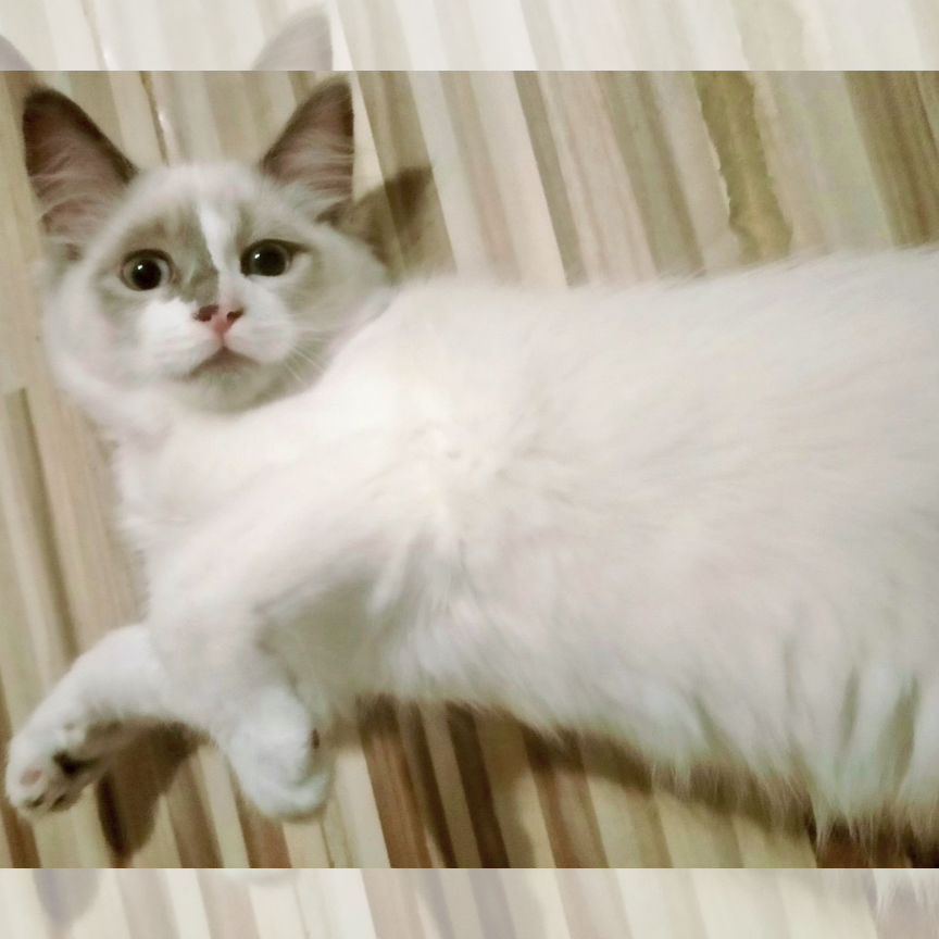 Котята Рэгдолл