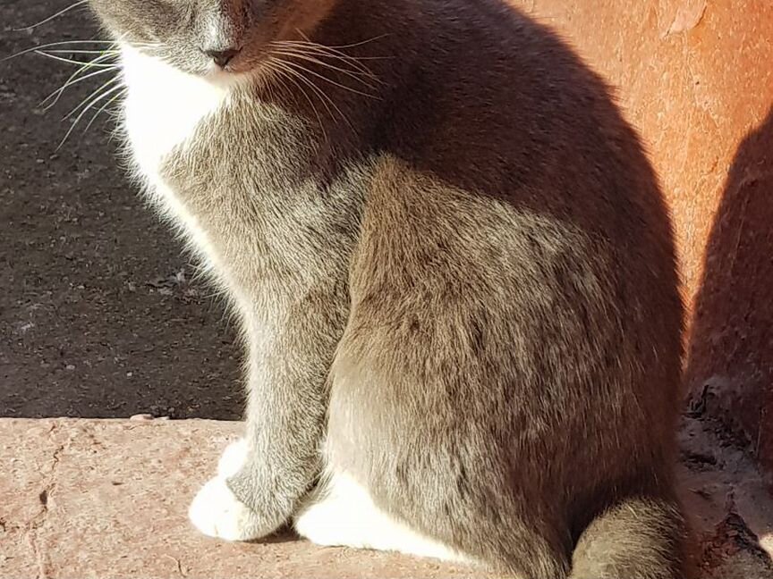 Ласковый дымчатый котенок в добрые руки