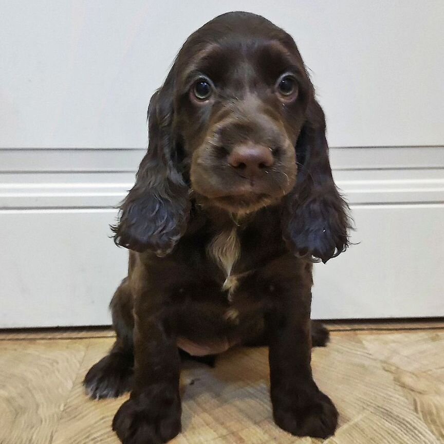 Русский охотничий спаниель, щенок