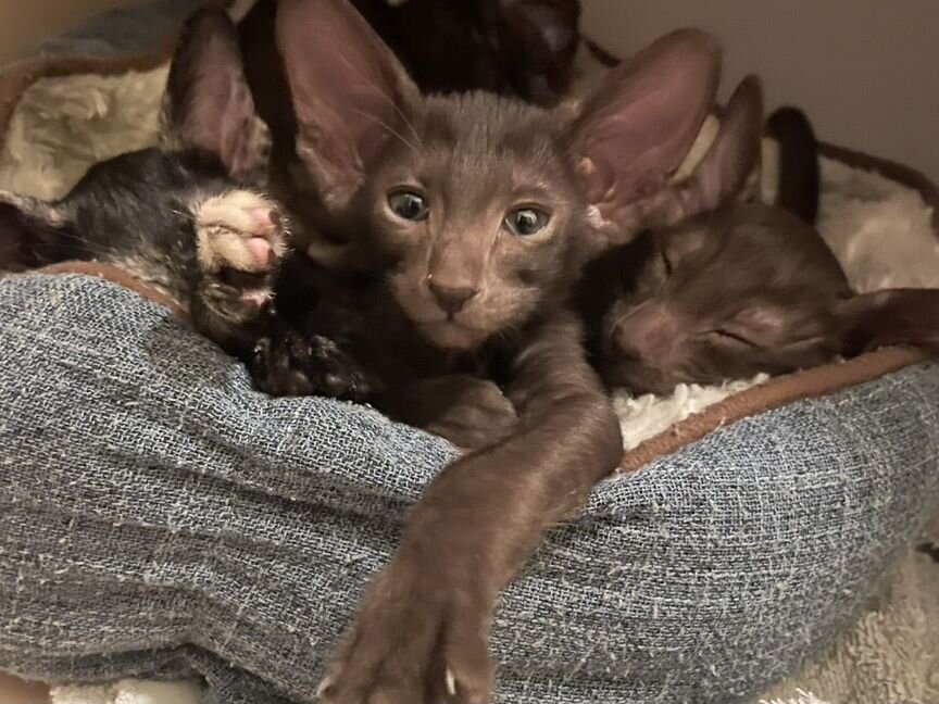 Ориентальная