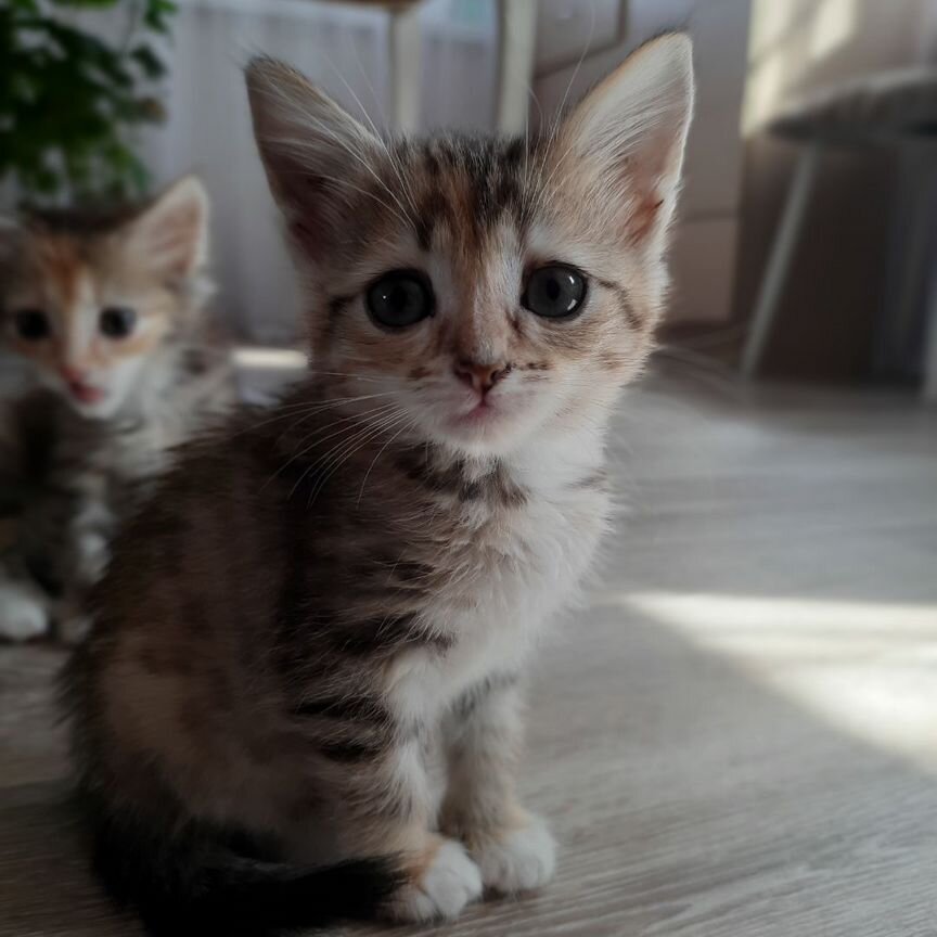 Кошечка в добрые руки