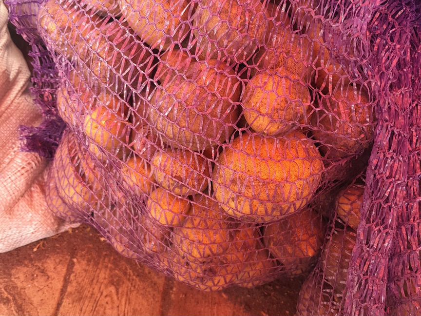 Картофель на корм скоту