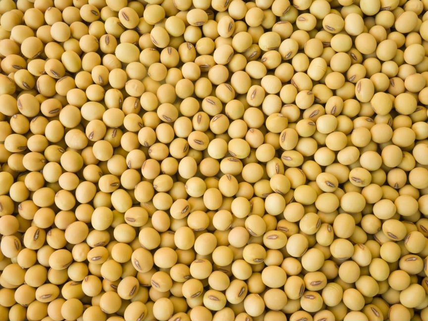 Соевые бобы 10тонн