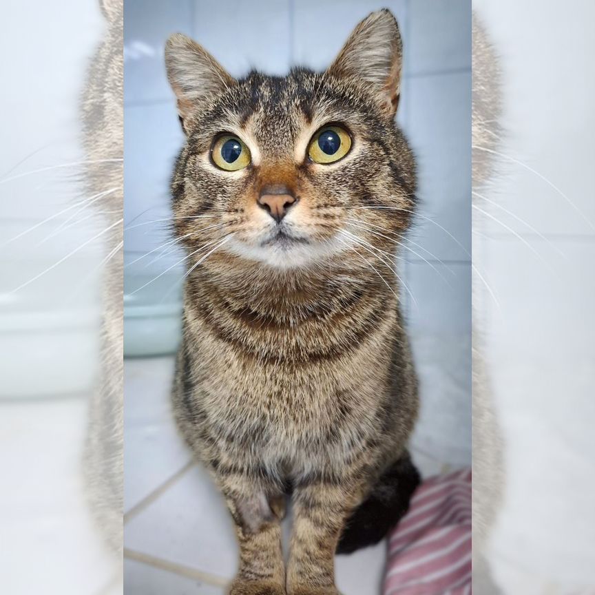 Взрослая, кошка в добрые руки