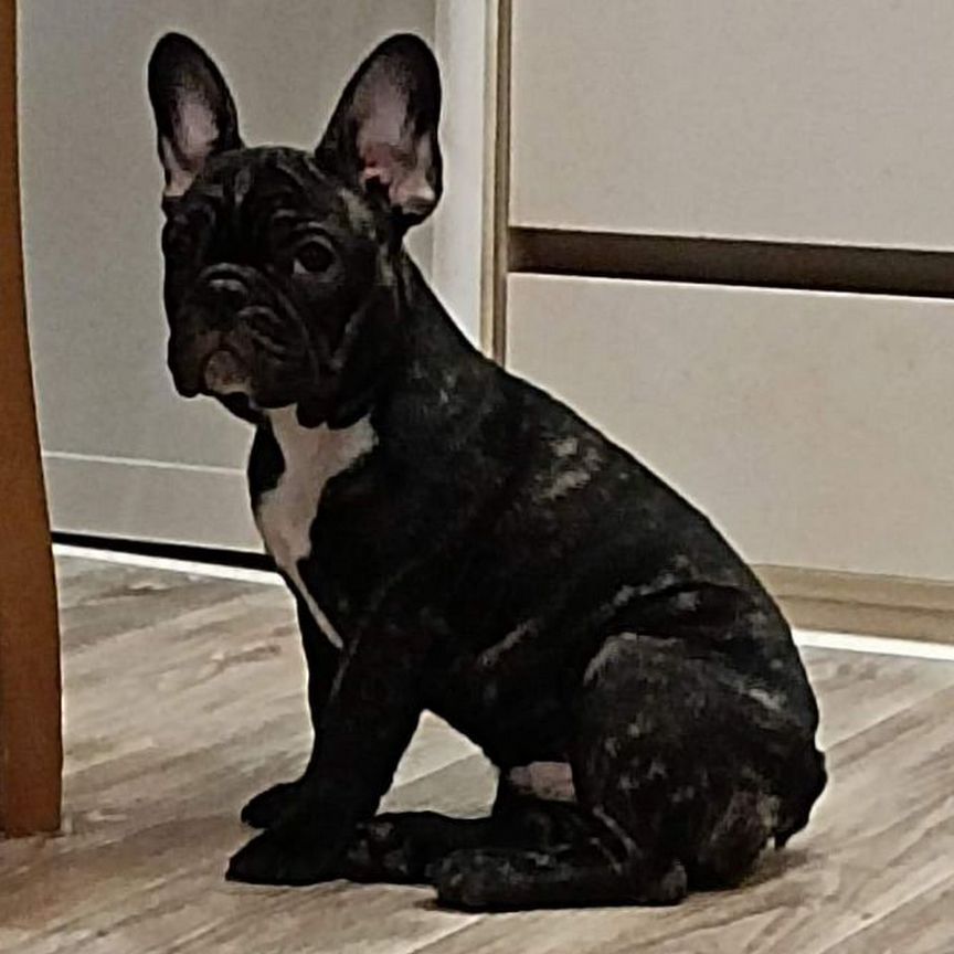 Щенки французский бульдог