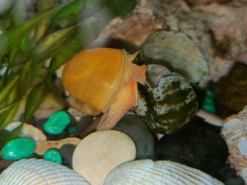 Улитка Хелена/Ампулярия/Мелания