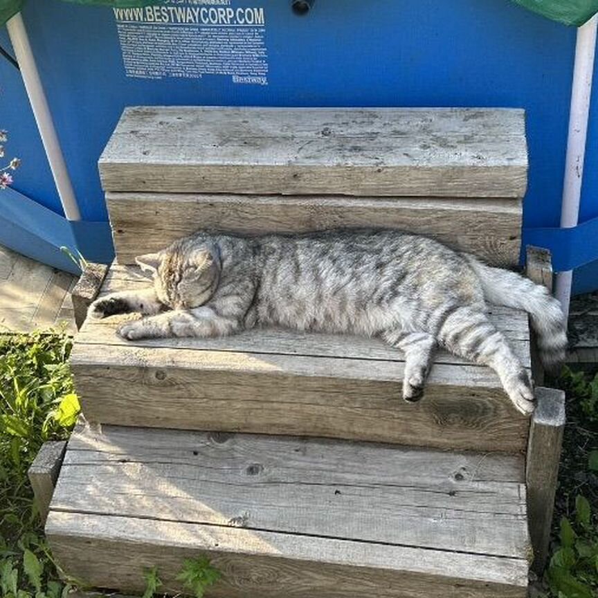 Кошка
