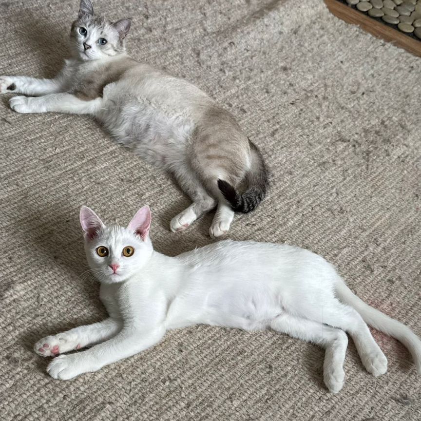 Котёнок в добрые руки