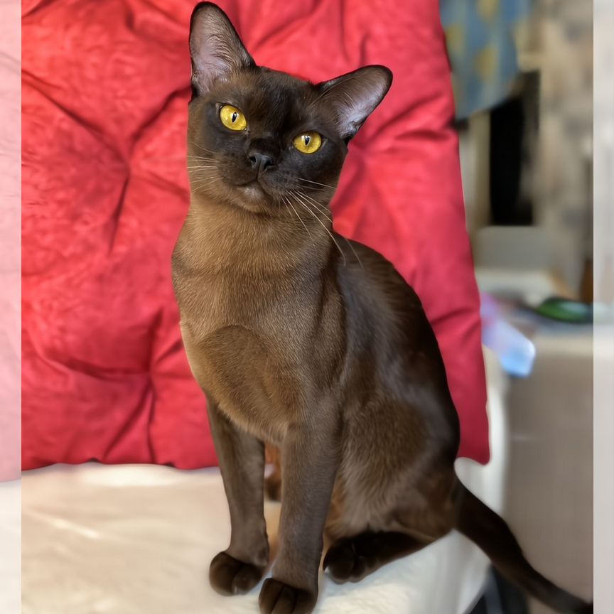 Европейская бурманская, взрослая кошка