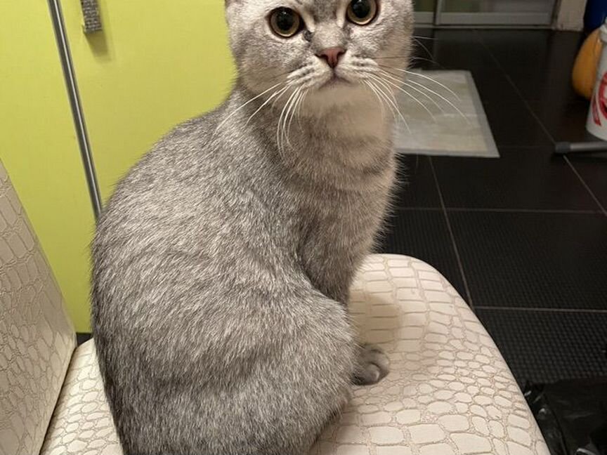 Вязка кот (британская серебристая шиншилла)
