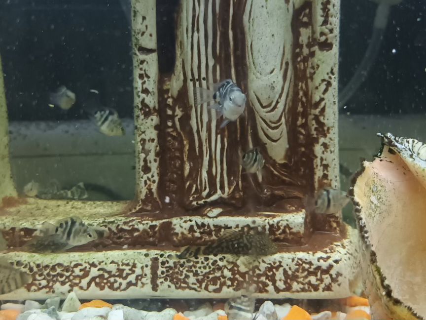 Рыбка попугай