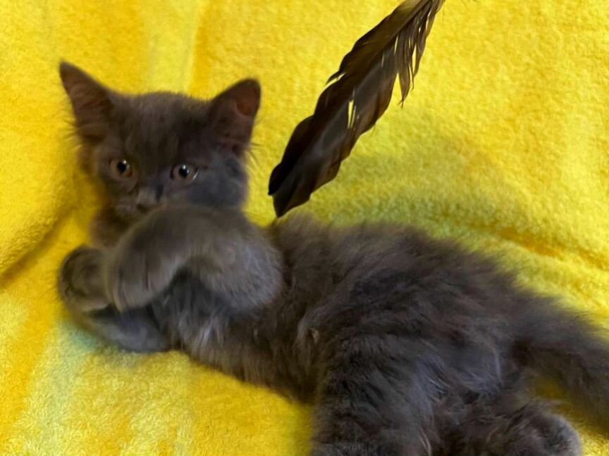 Котята русская голубая в добрые руки бесплатно