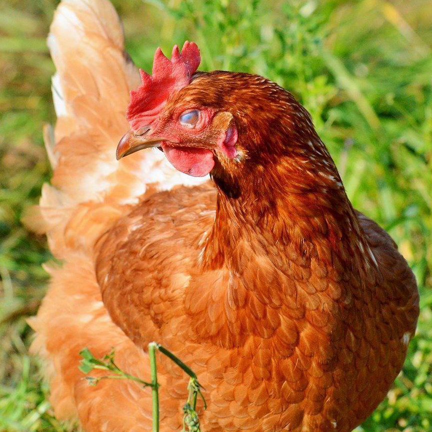 Куры молодки несушки Ломан Браун