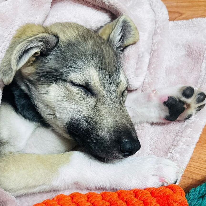 Щенок в добрые руки