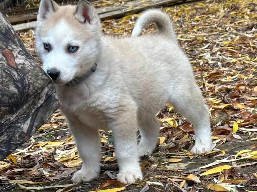 Высокопородистая девочка хаски