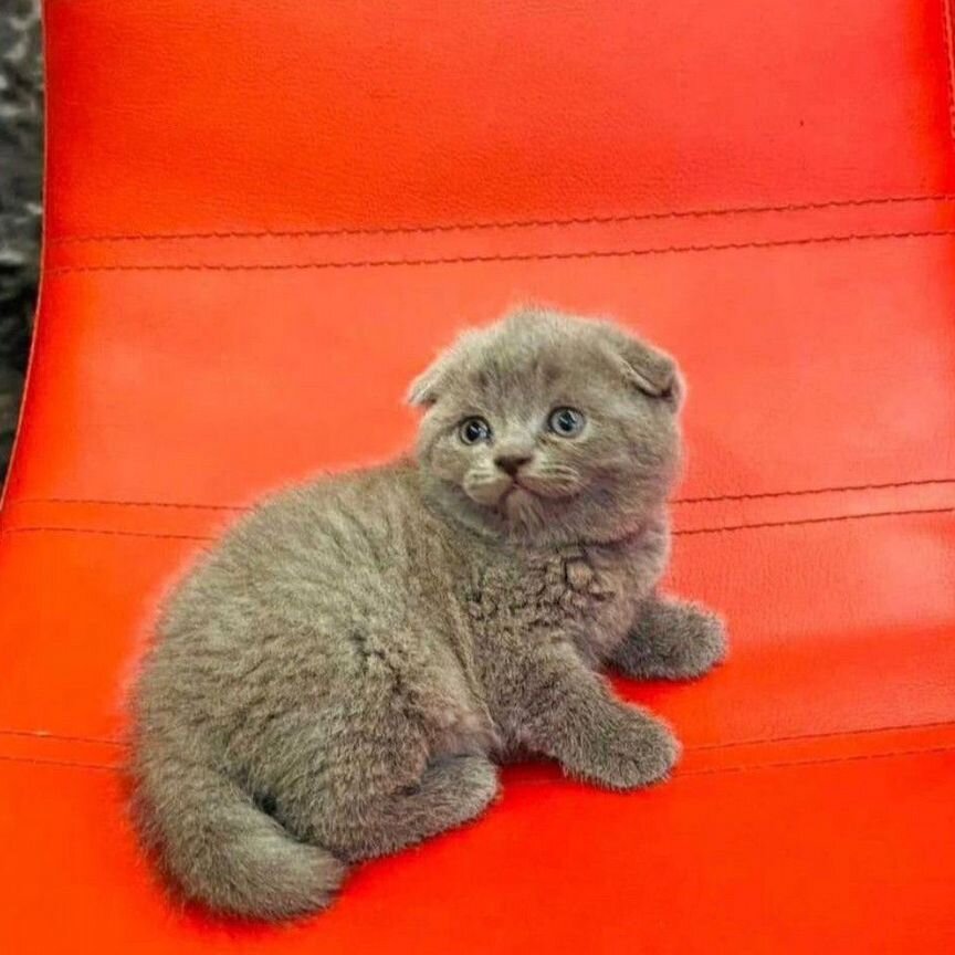Шотландские голубые медвежата, ждут семью