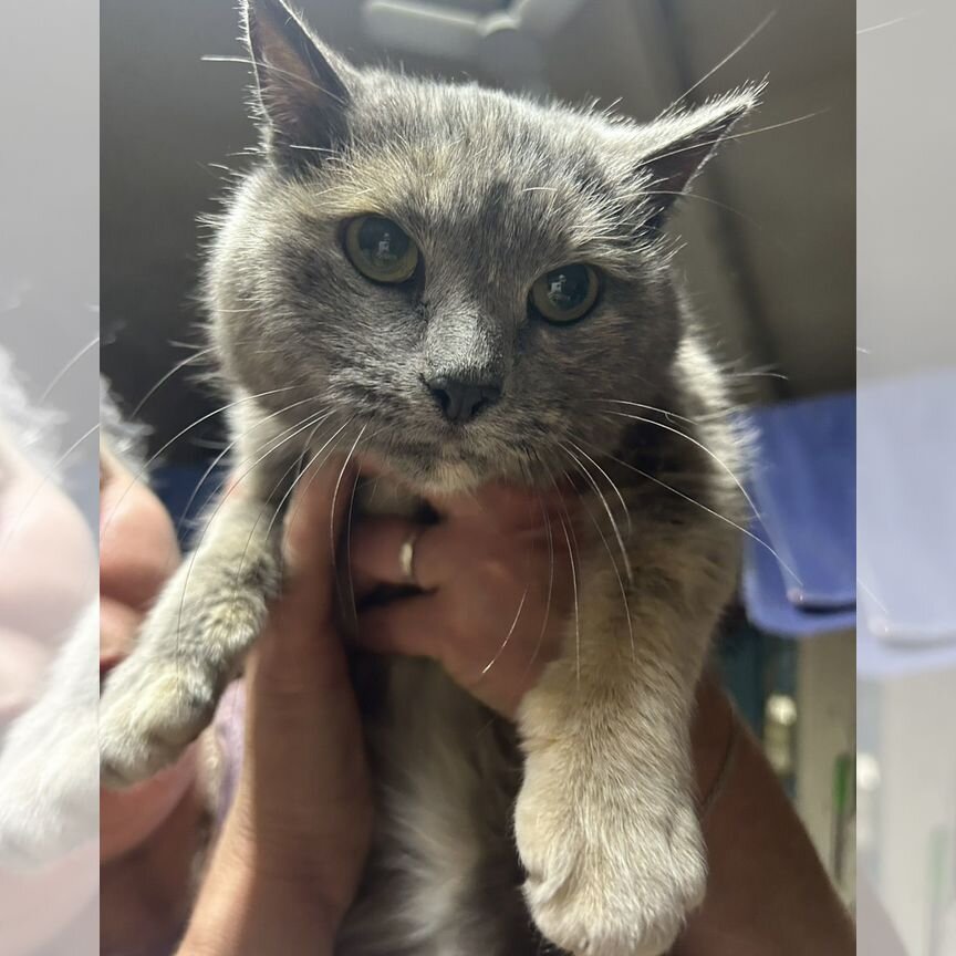 Абиссинская кошка, взрослая